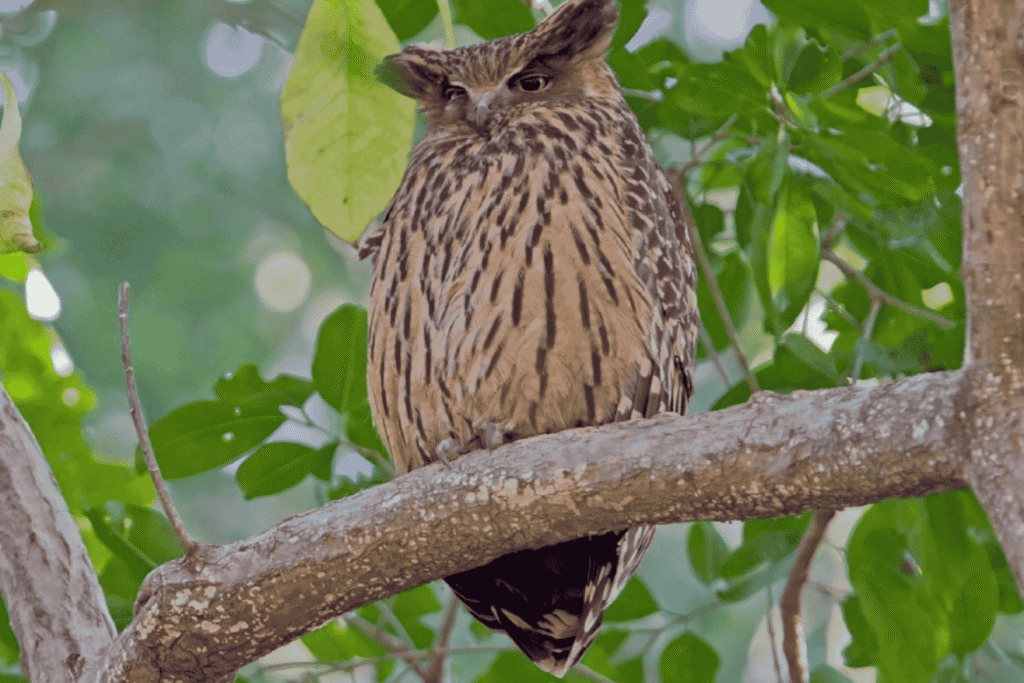 Meet the Tawny Fish-Owl: Corbett’s Silent River Hunter - Capture Wild India